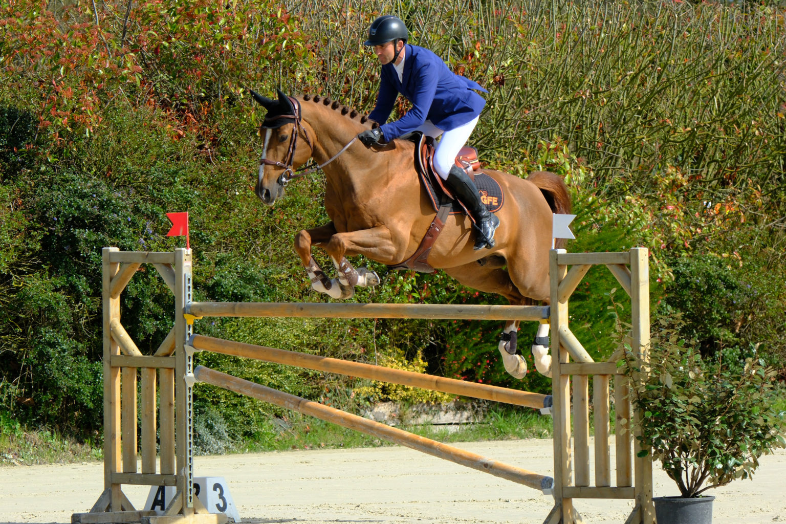 Equin Normand » AUVERS