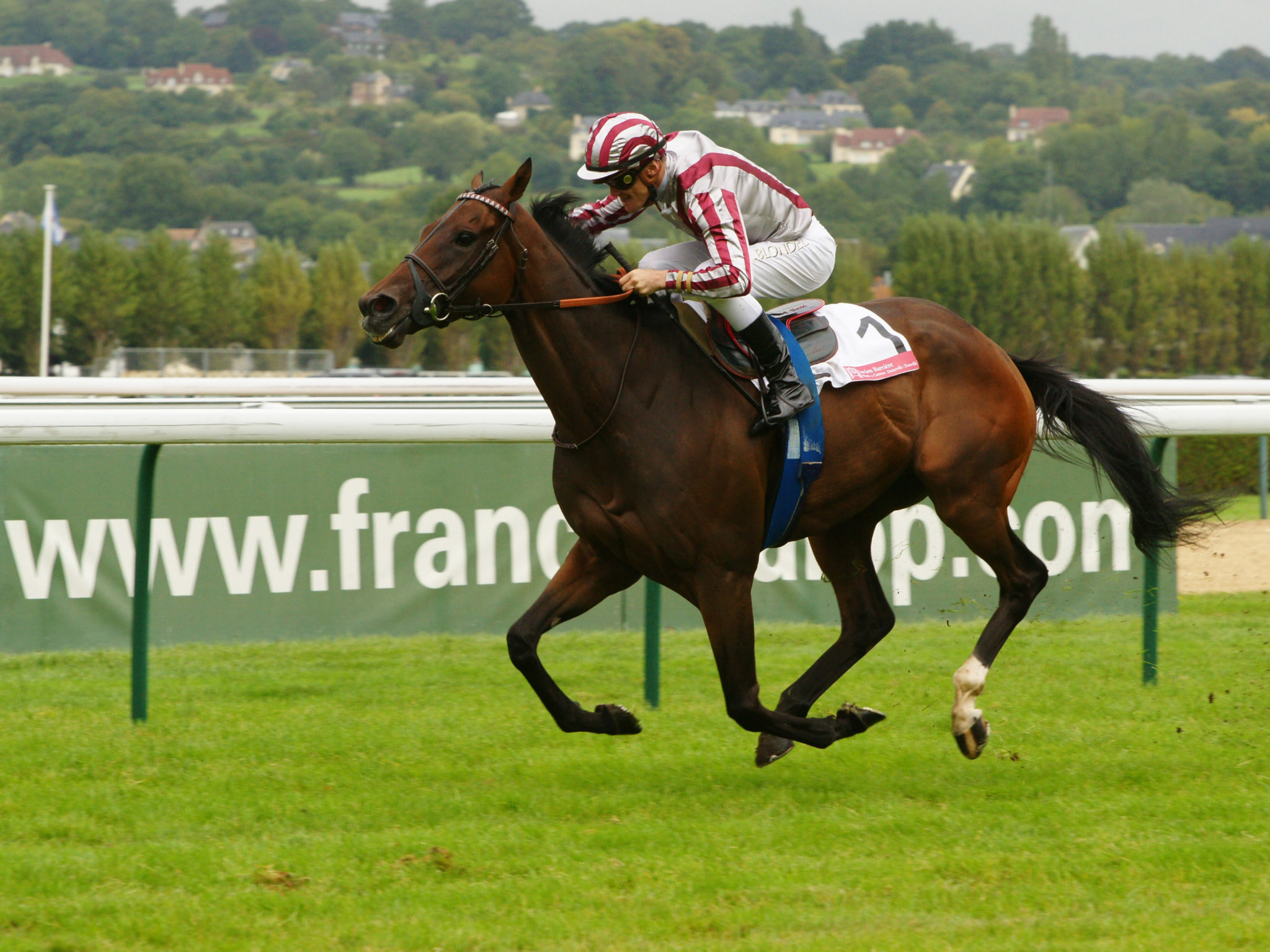 Equin Normand » LE LION D’ANGERS